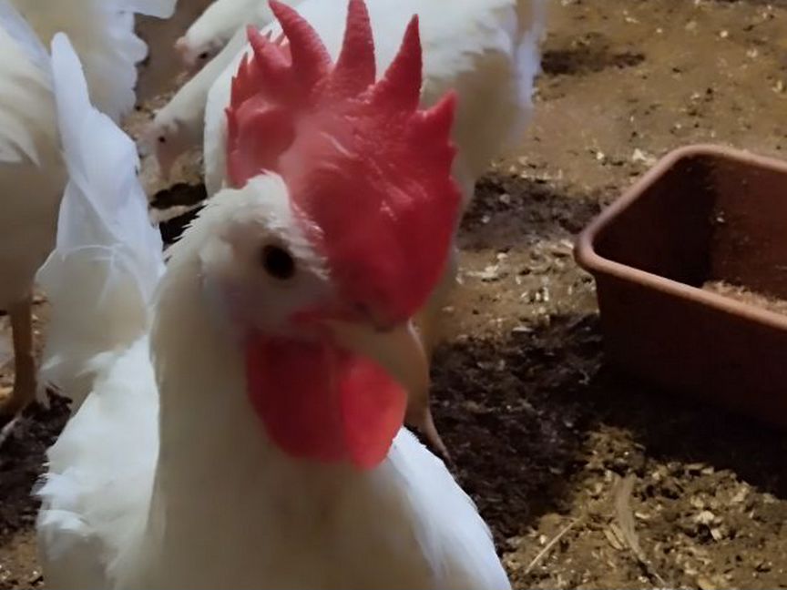 Молодые петухи