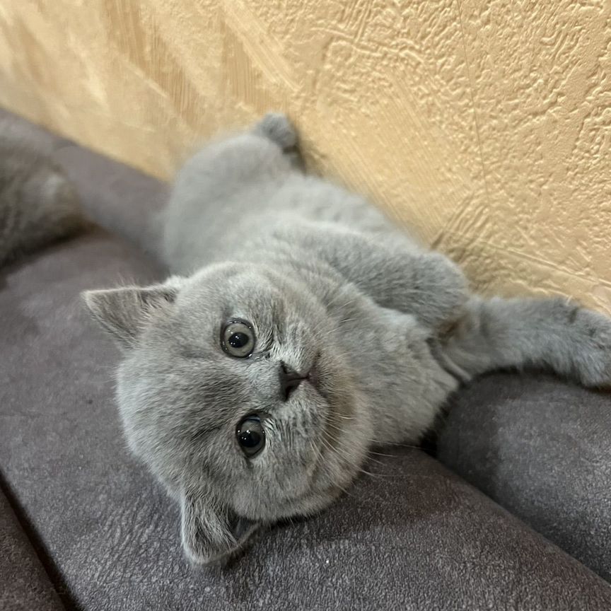 Британские котята