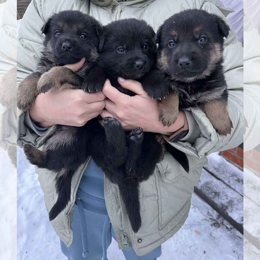 Щенки немецкой овчарки