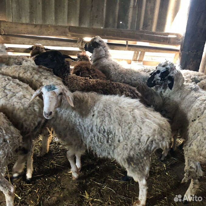 Овцы бараны