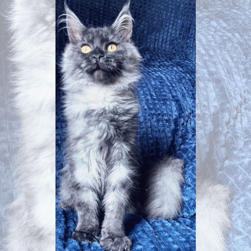Котята мейн-кун