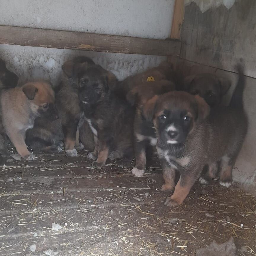 Бездомные щенки в поисках теплого дома