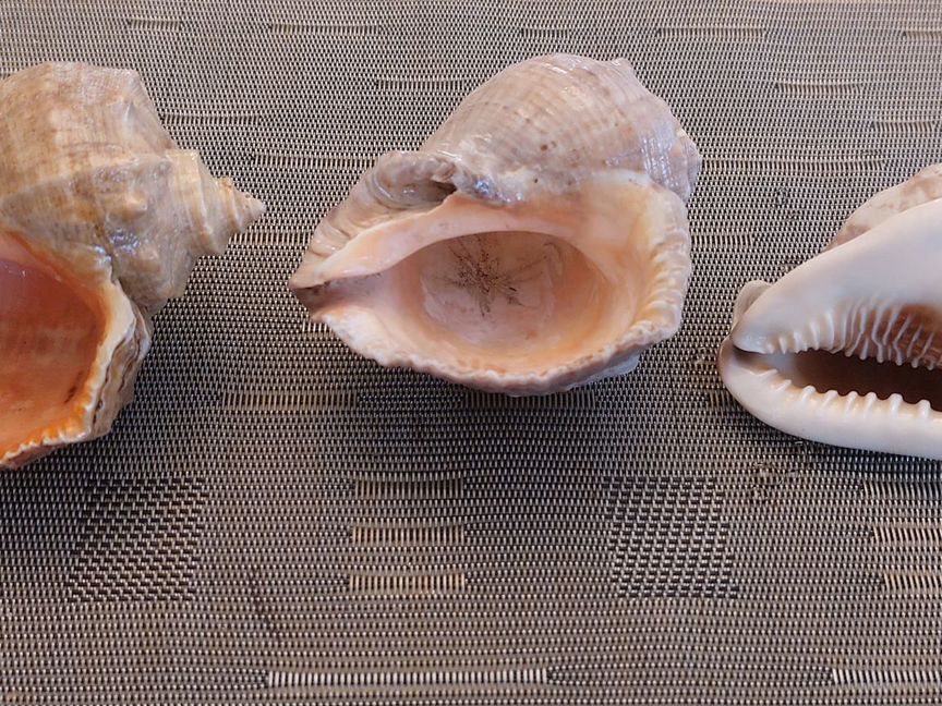 Морские ракушки раковины