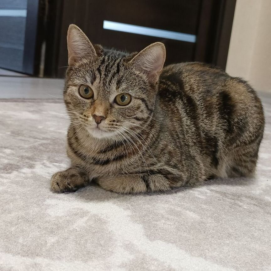 Взрослый котенок девочка