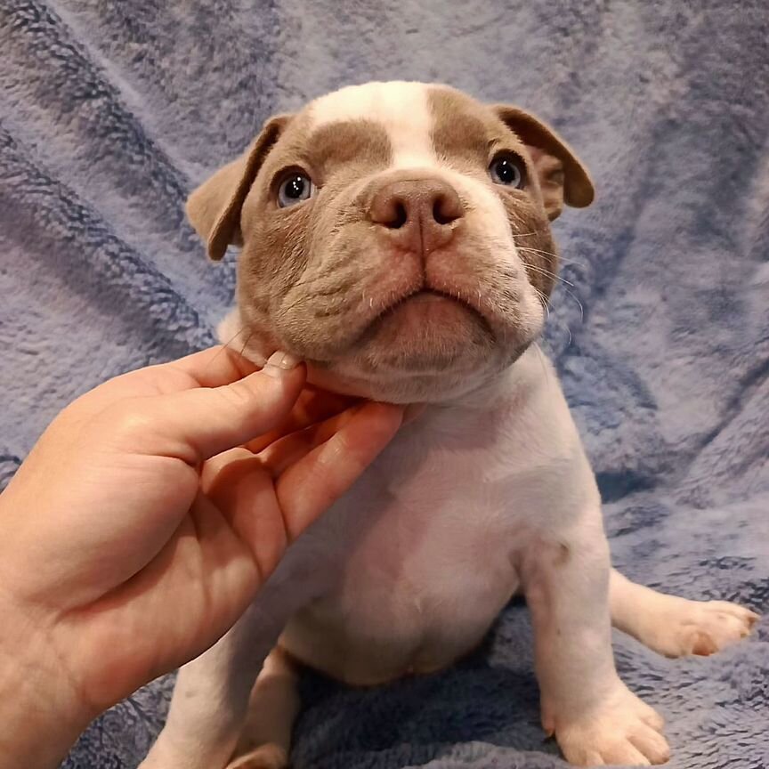 Голубоглазый булли