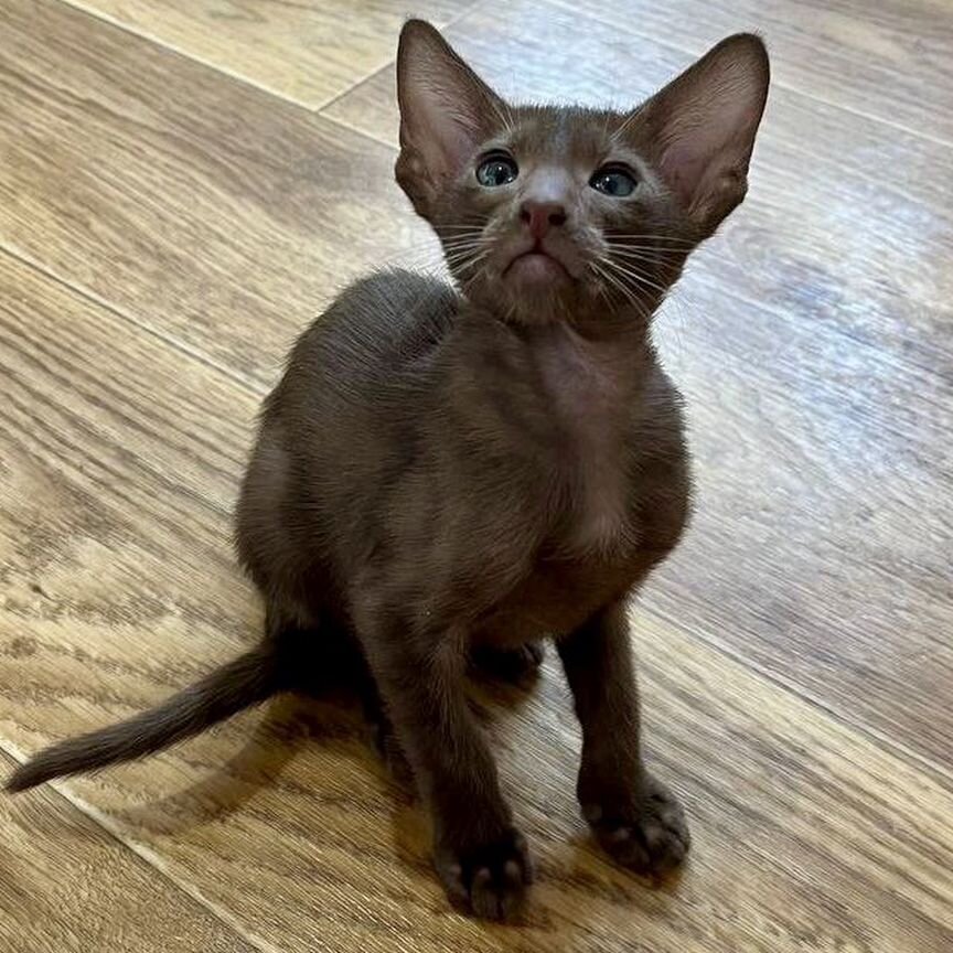 Ориентальный котёнок