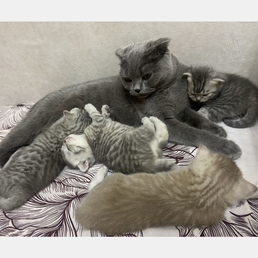 Шотландские котята