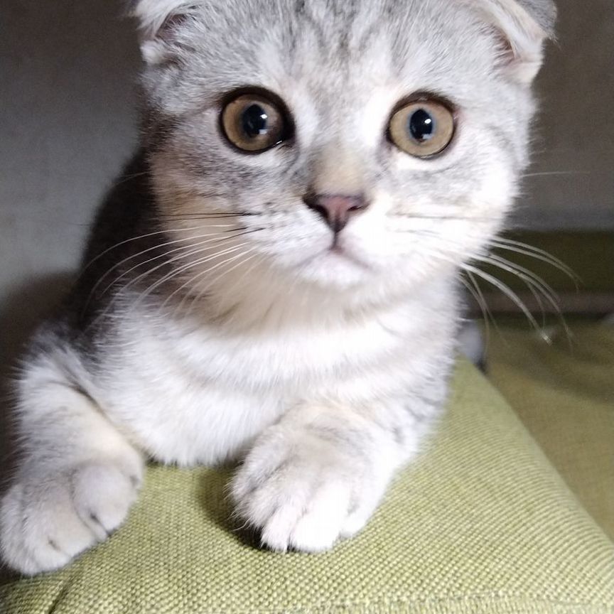 Вислоухая кошечка