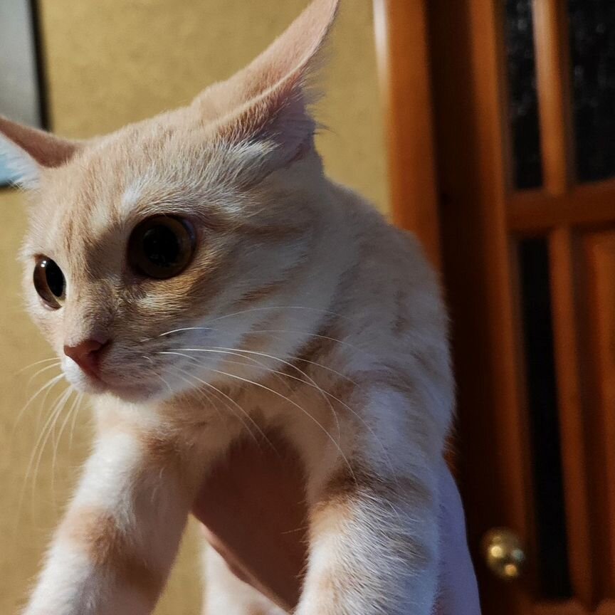 Кошка в добрые руки