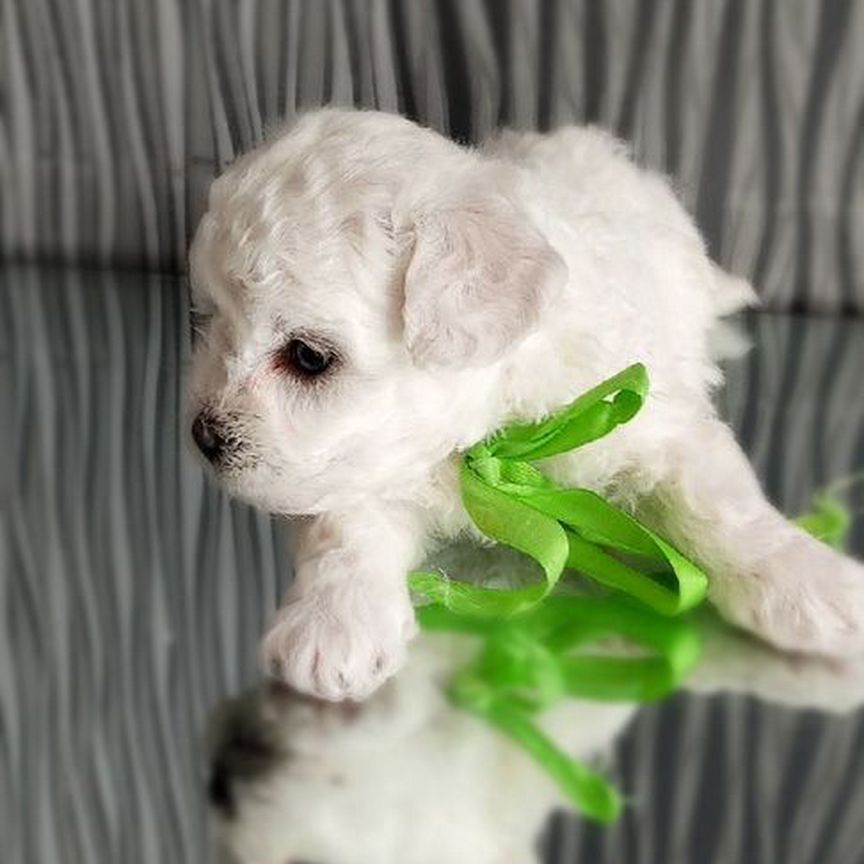 Бишон фризе, щенок