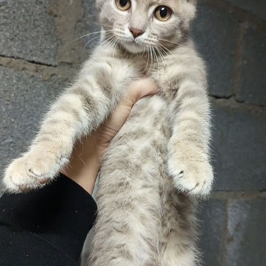 Шурик ищет дом)