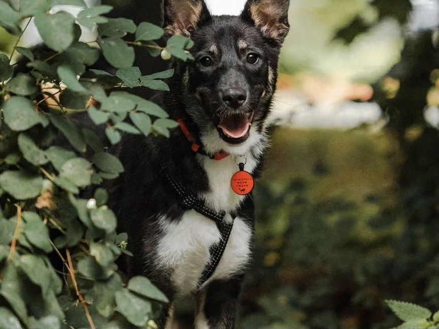 Собака в добрые руки