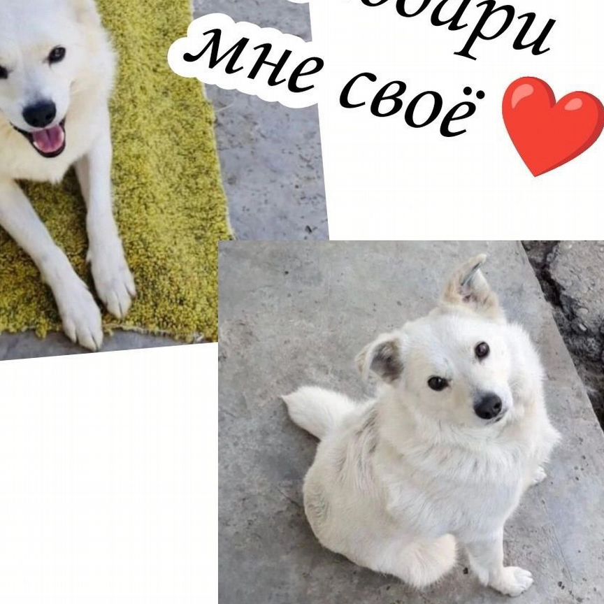 Заберите меня домой из приюта