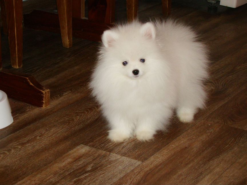 Шпиц мальчик мини красавчик