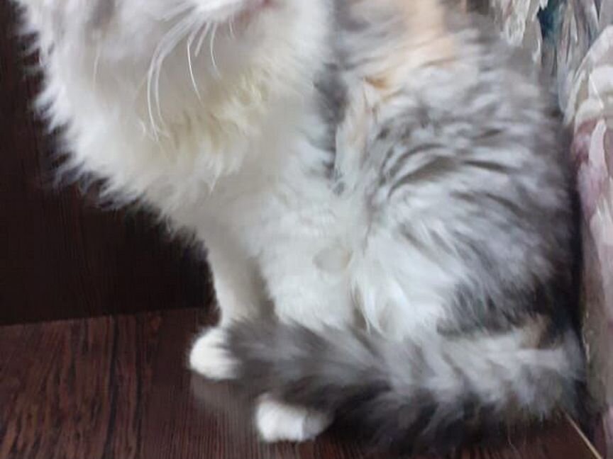 Котёнок Тося