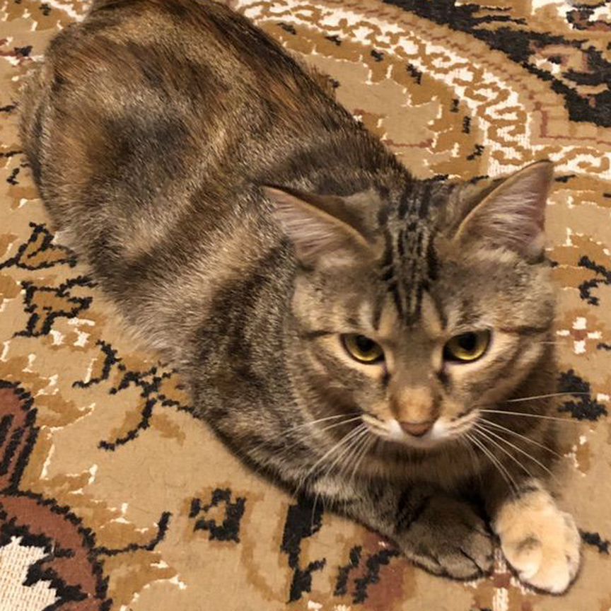 Курильский бобтейл короткошёрстный, кошка вязка