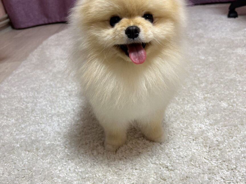 Померанский шпиц медвежьего типа