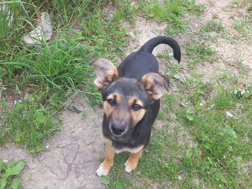 Щенок в добрые руки