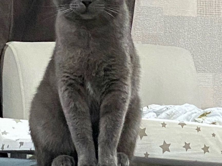 Кошки и кота