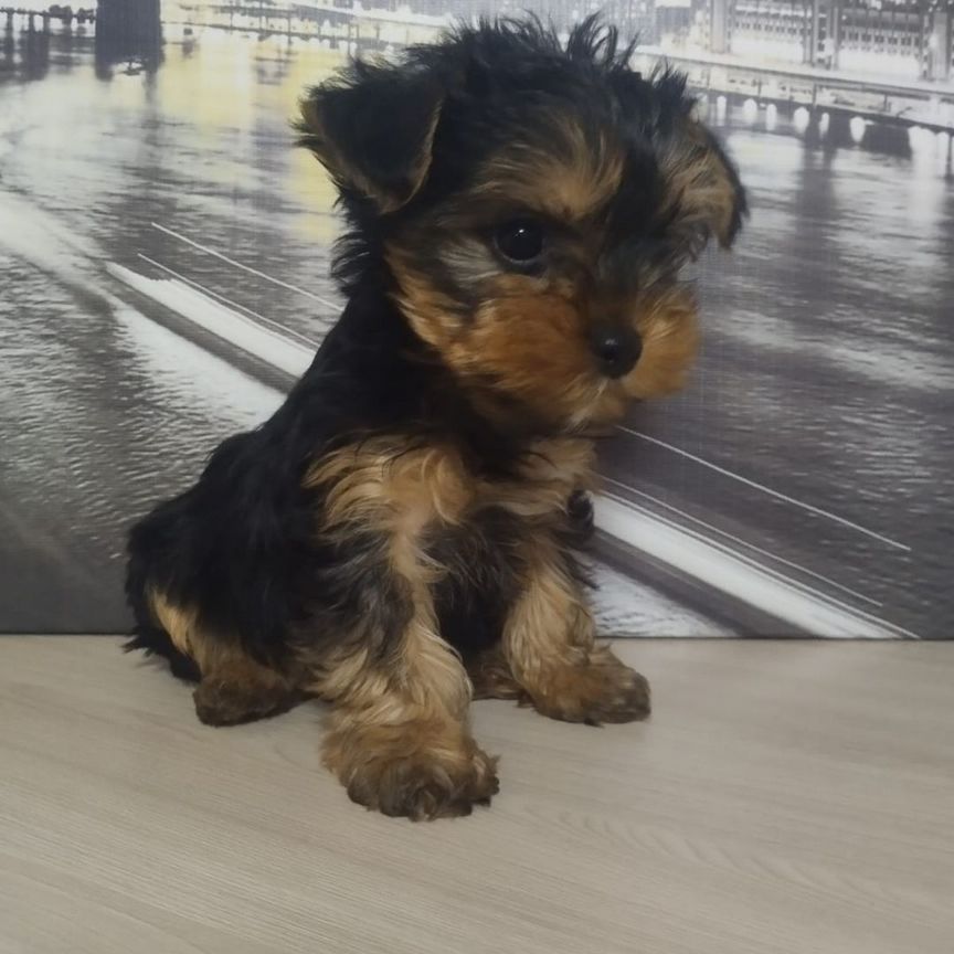 Йоркширский терьер