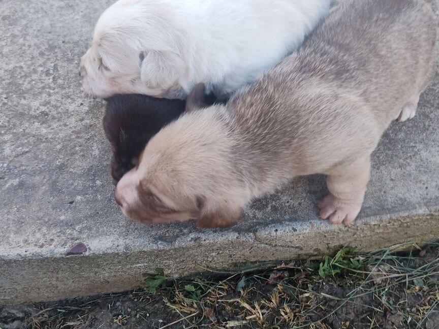 Двортерьер