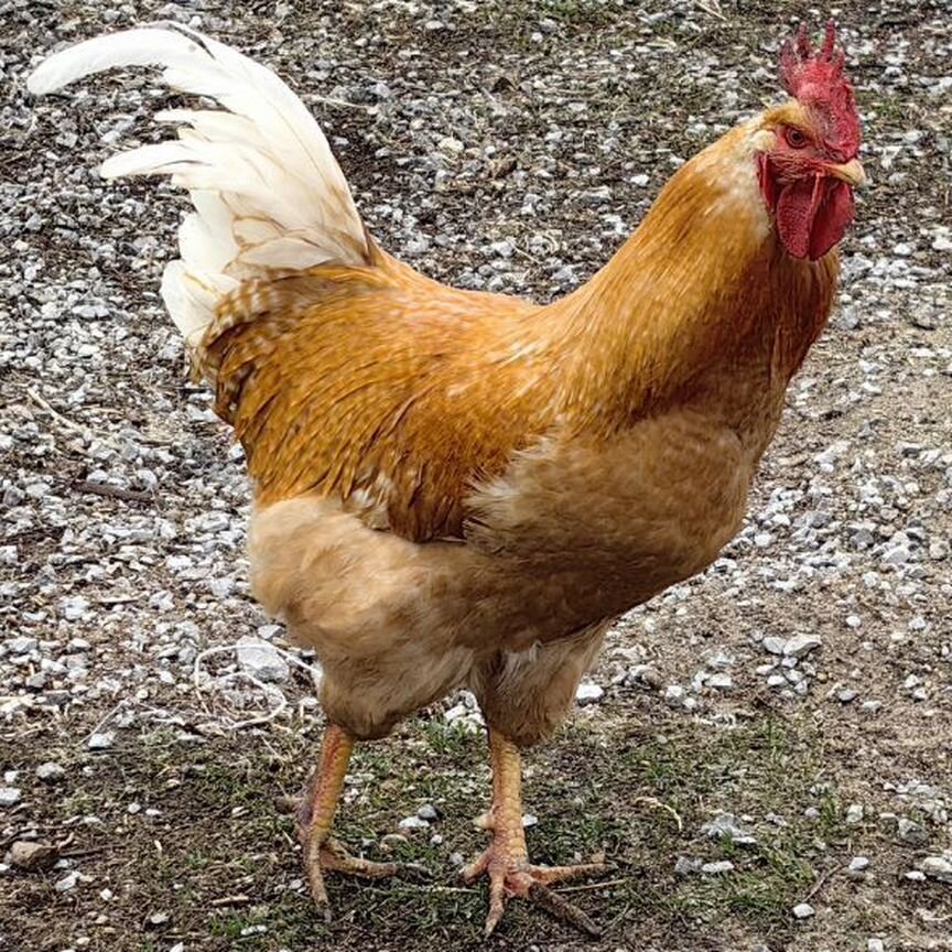 Петух молодой домашний