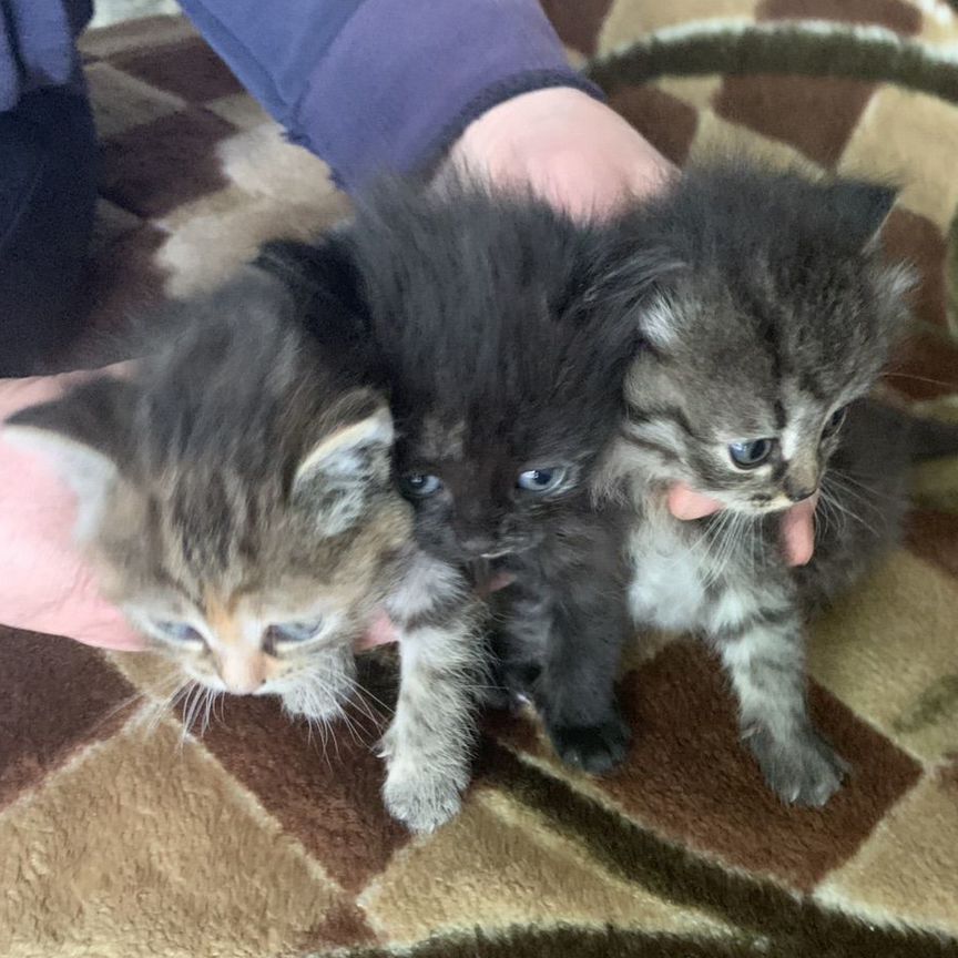 Котята в добрые руки