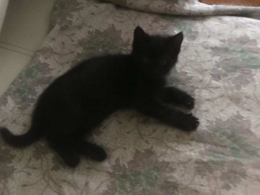 Чёрная Буся