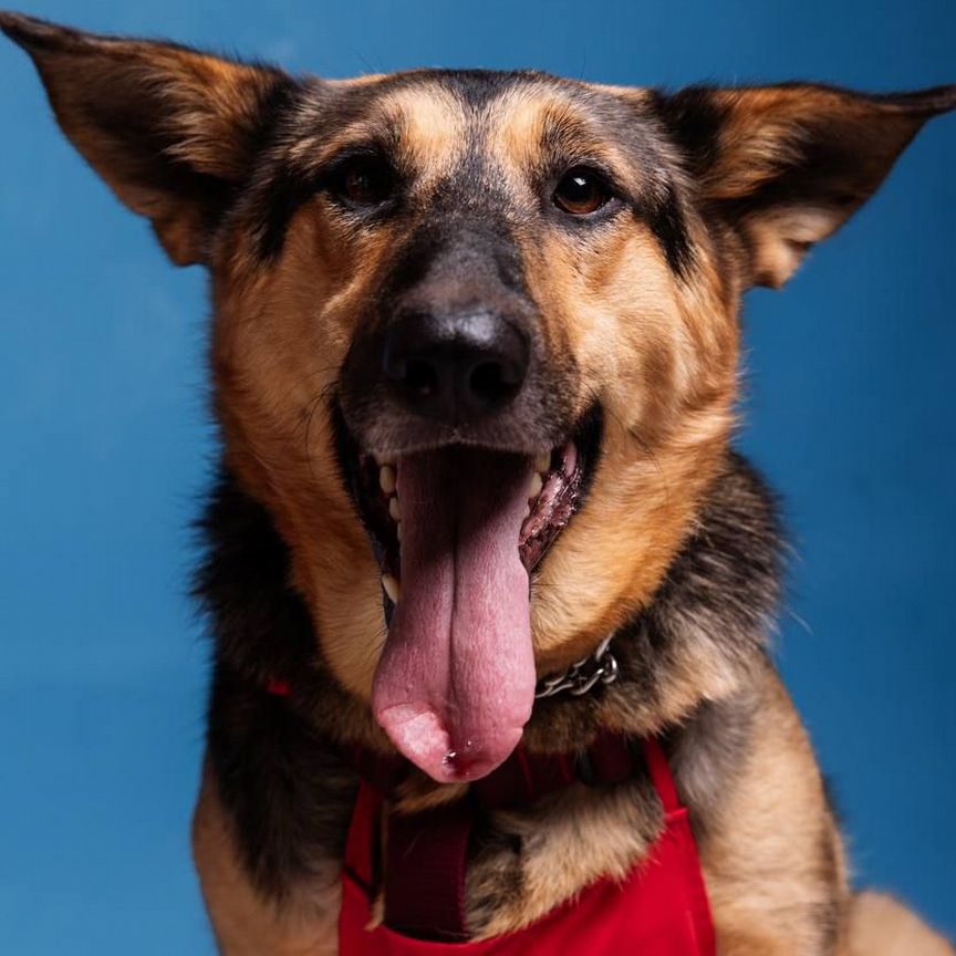 Немецкая овчарка, взрослый пёс