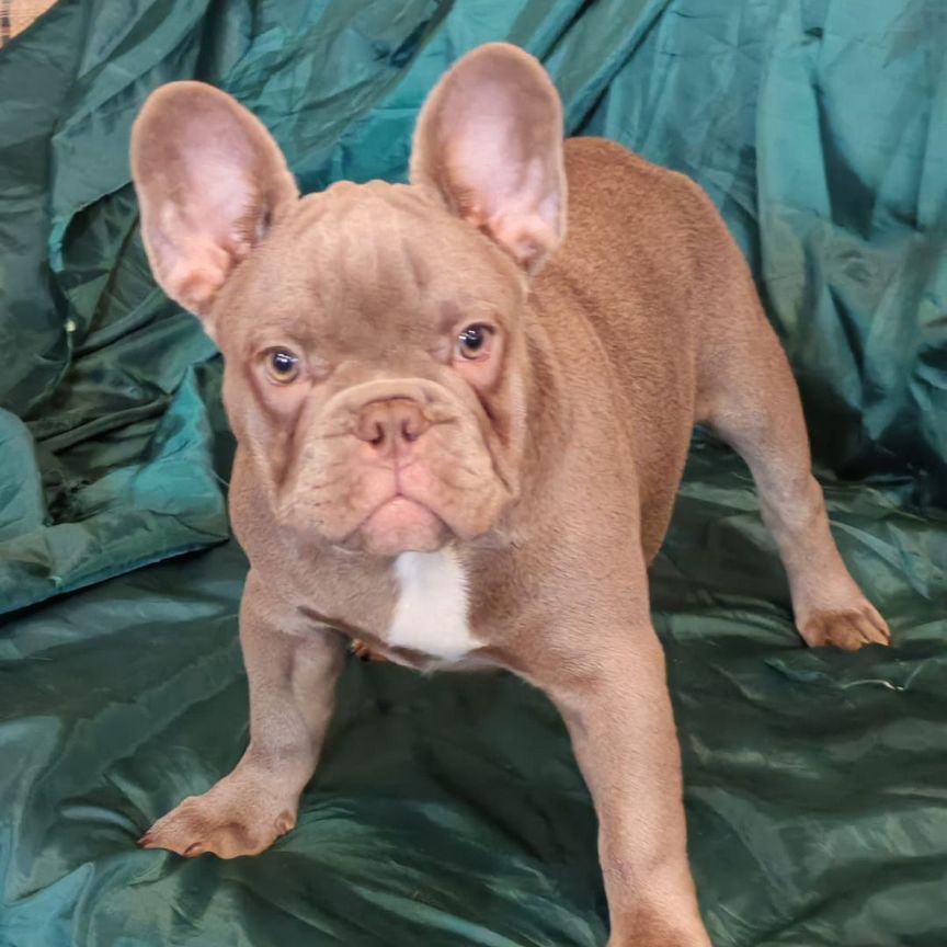 Французский бульдог изабелла