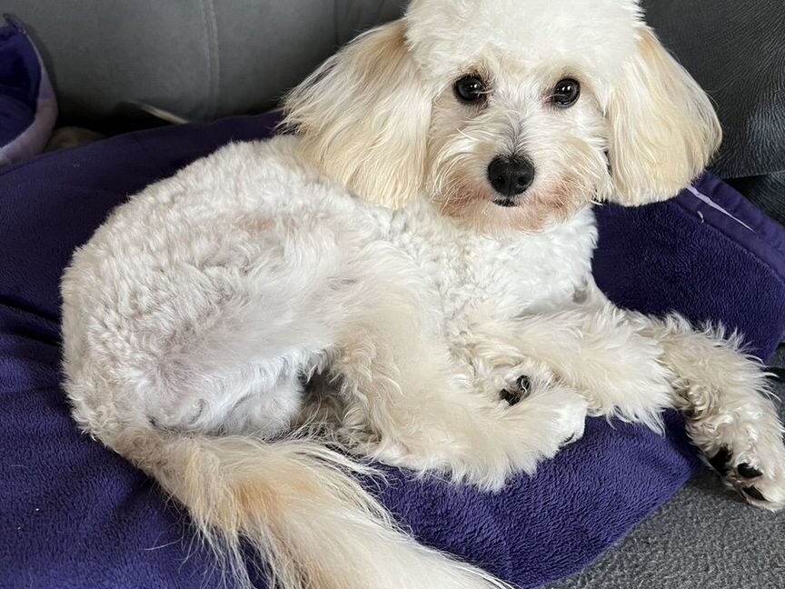 Той-пудель вязка кабель