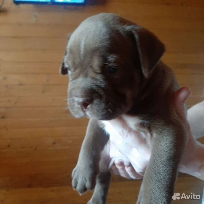 Щенки стаффорда (без документов)