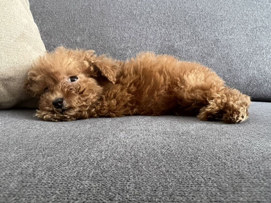 Мальтипу мини