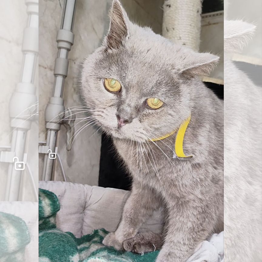 Британский кот кастрированный