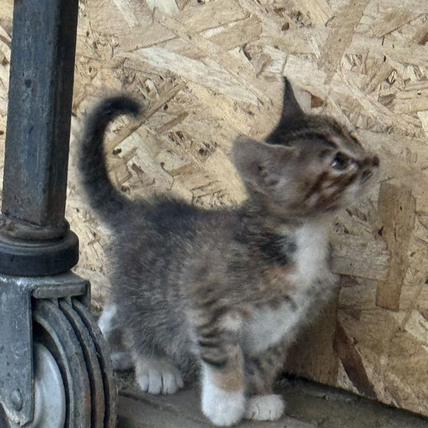 Котёнок в добрые руки