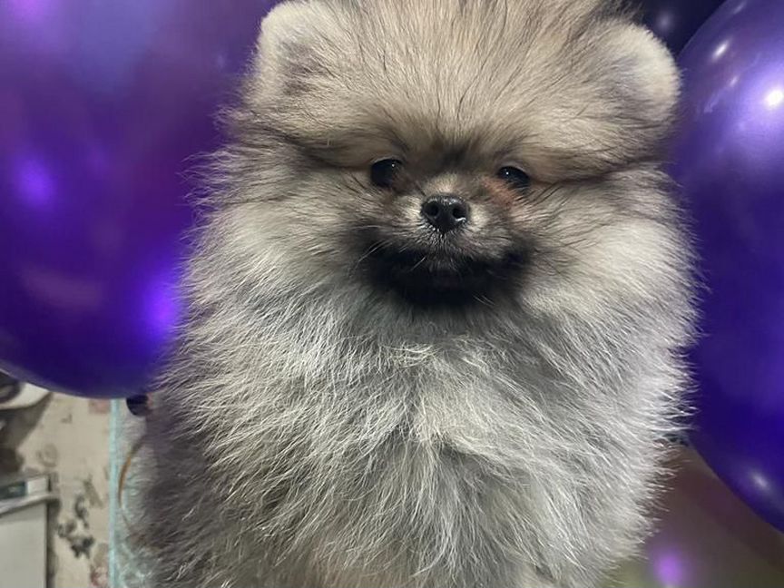 Щенки шпица брутальный пацан