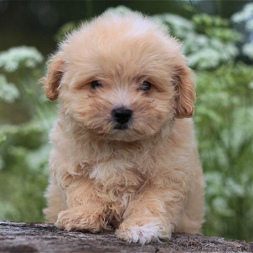 Милые девочки мальтипу