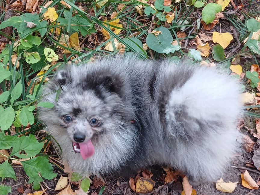 Молодой красавец.вязка