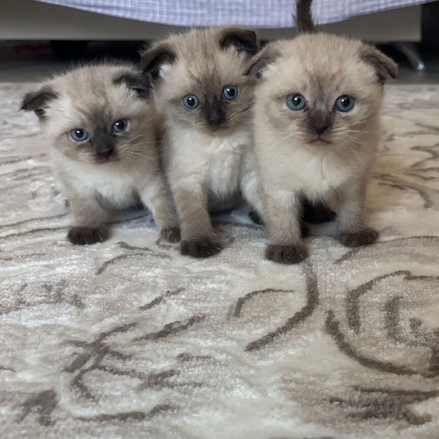 Котята