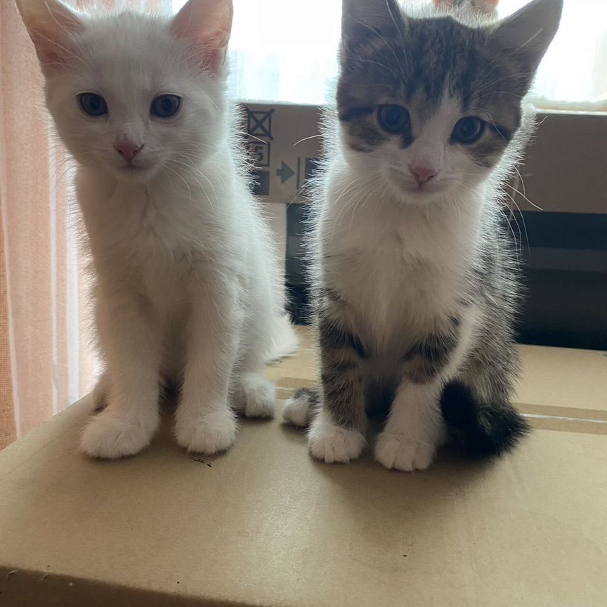 Котята в добрые руки даром