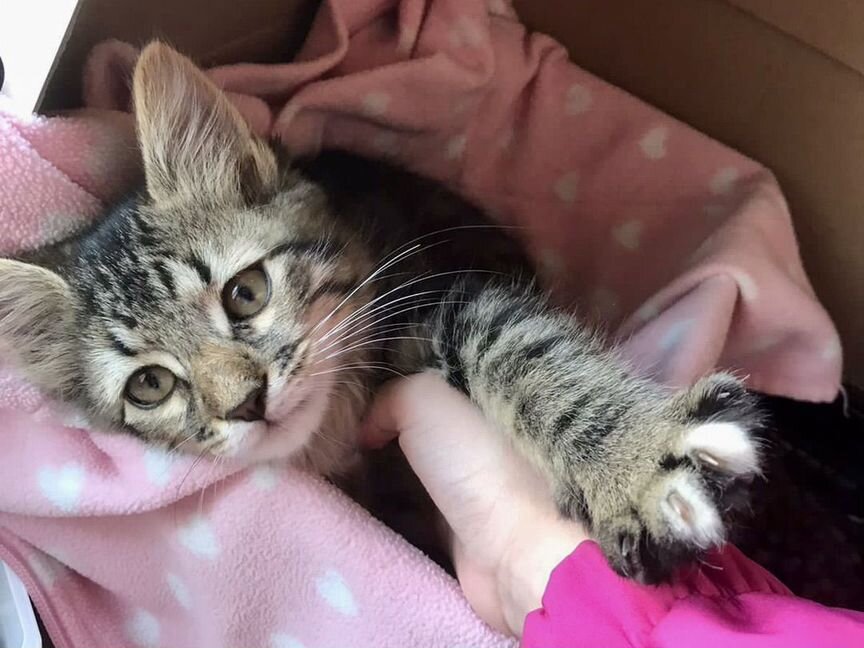 Котенок, 3 мес