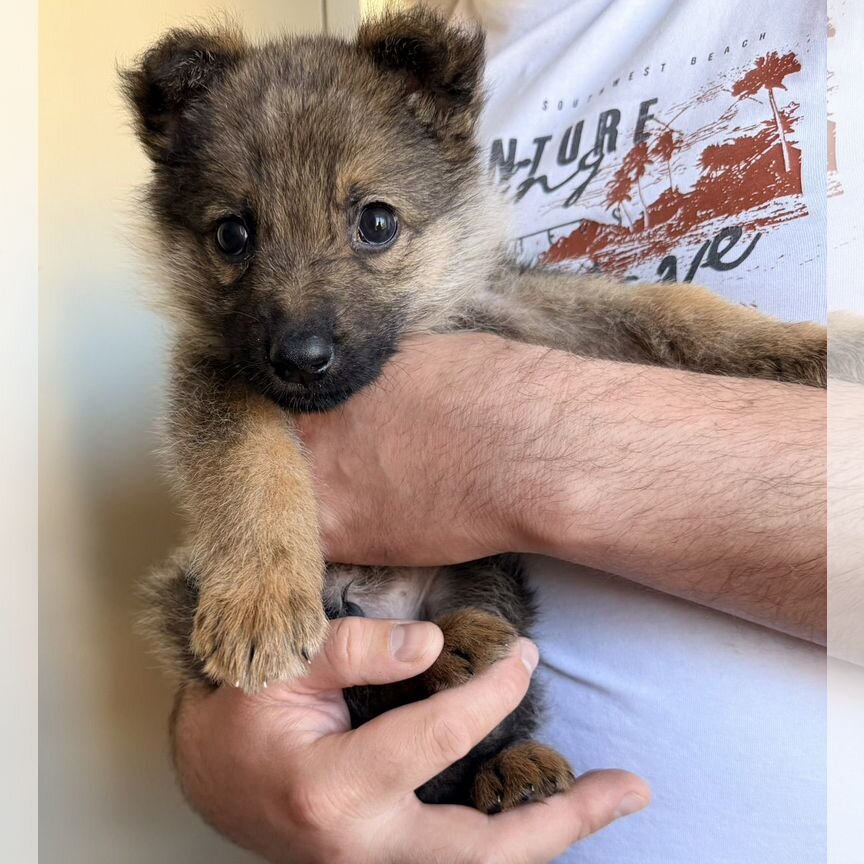 Щенок в добрые руки