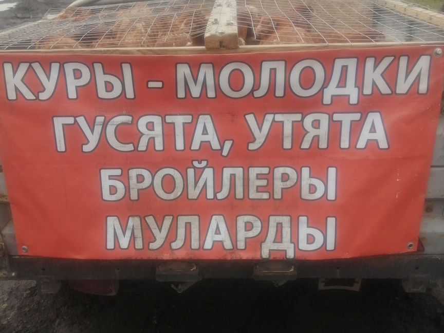 Куры молодки