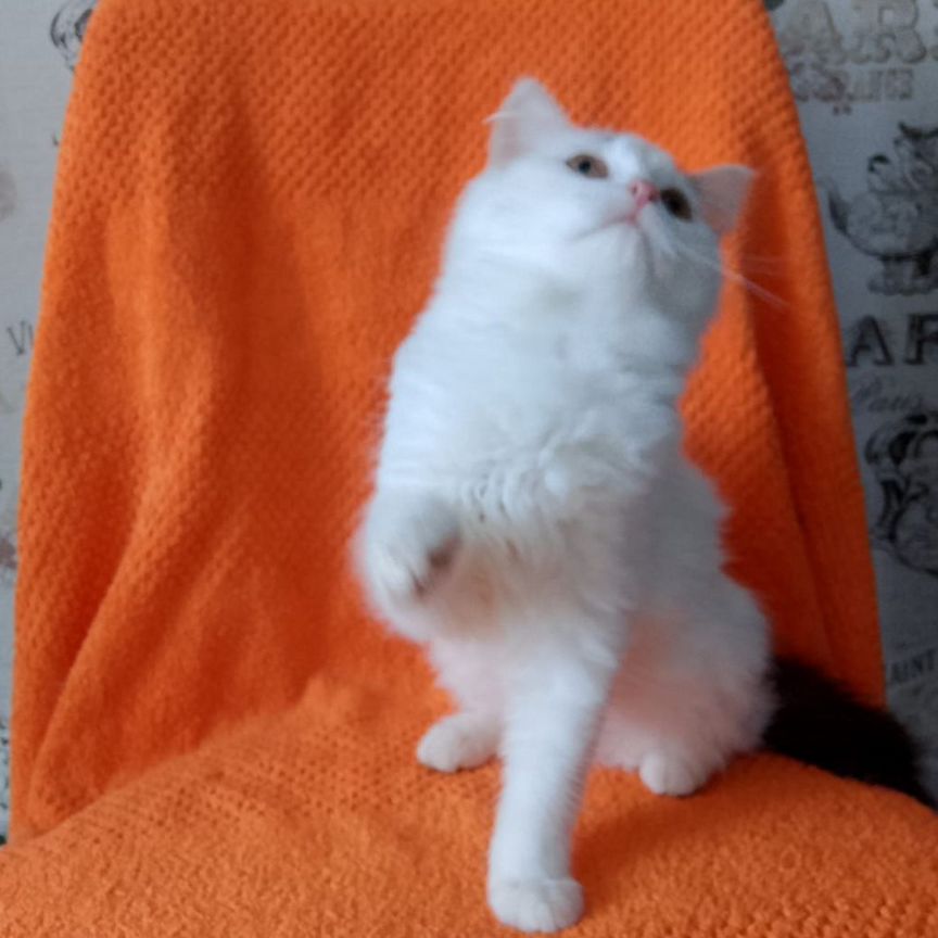 Красивые, пушистые котята