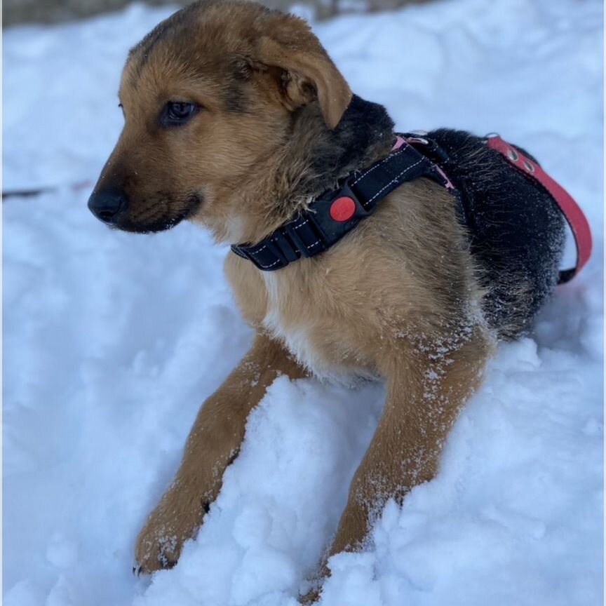 Шенок мальчик