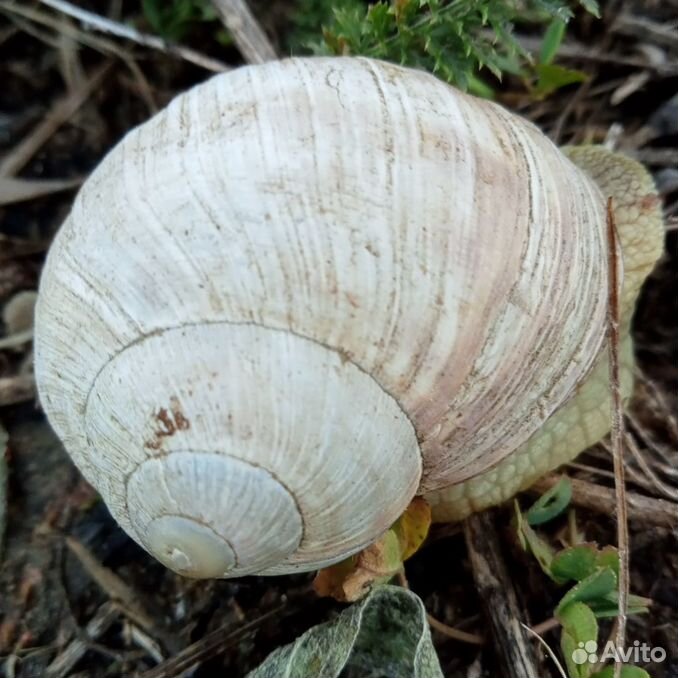 Виноградная Улитка Helix Pomatia