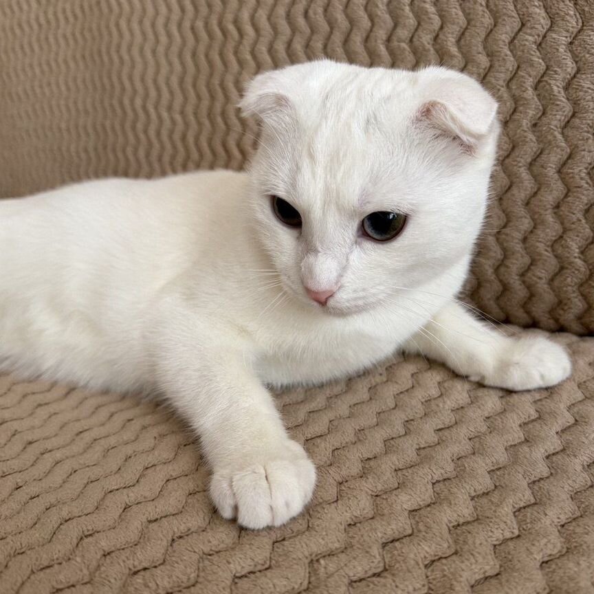 Котёнок от частного владельца