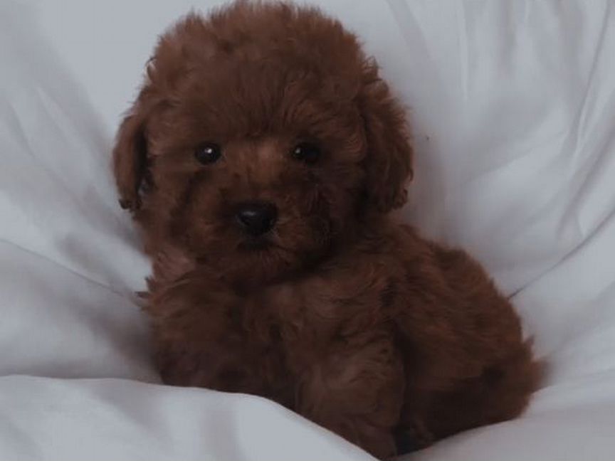 Мальтипу солнечные