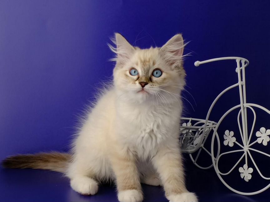 Котята рэгдолл