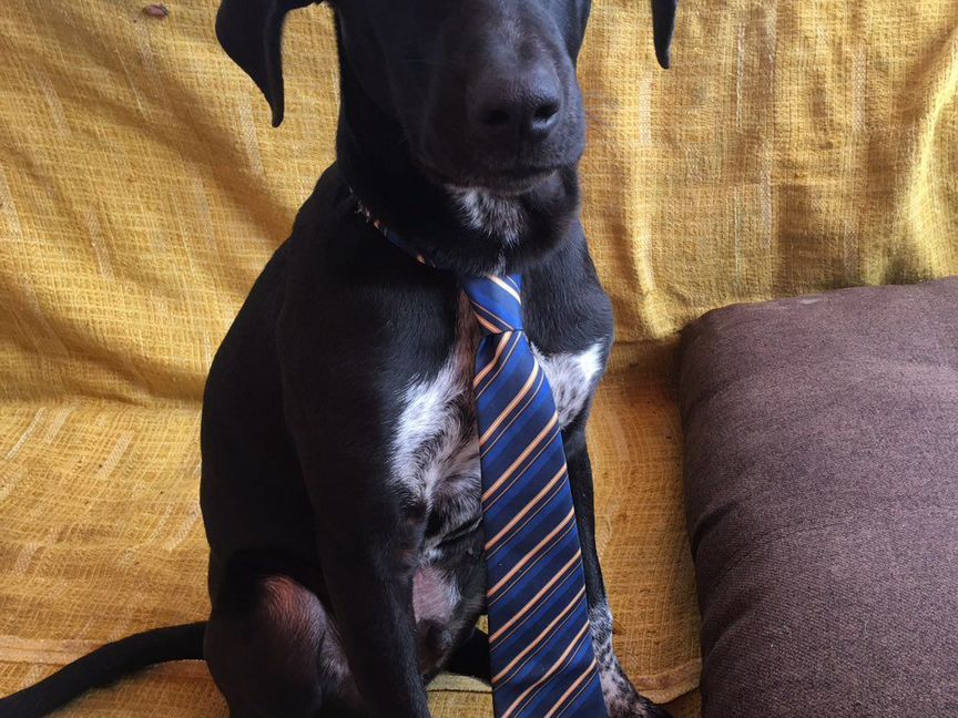 Щенок курцхаара ищет любящую семью